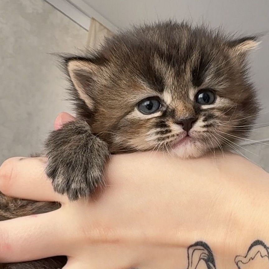 Котёнок в добрые руки