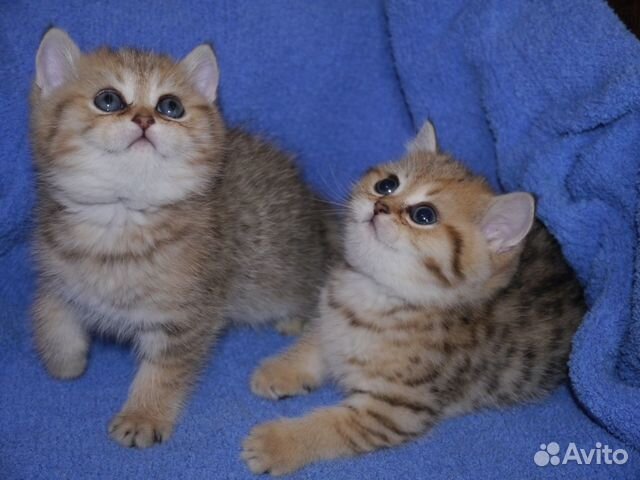 Котята редких окрасов