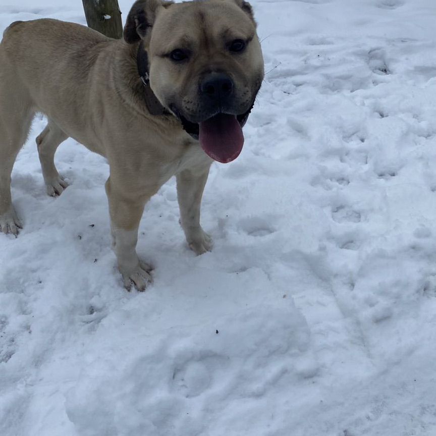 Собака для охраны