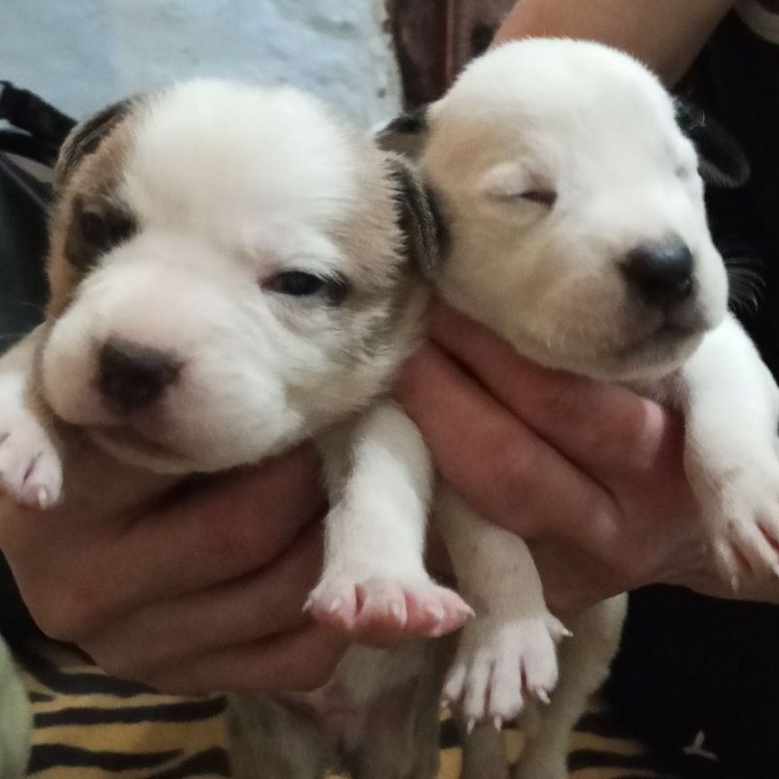 Американский стаффордширский терьер, щенок