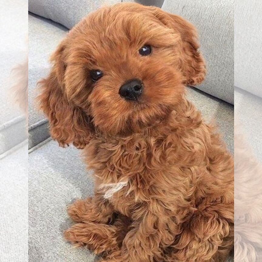 Той-пудель, щенок