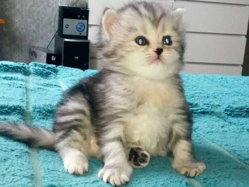 Мраморная пушинка