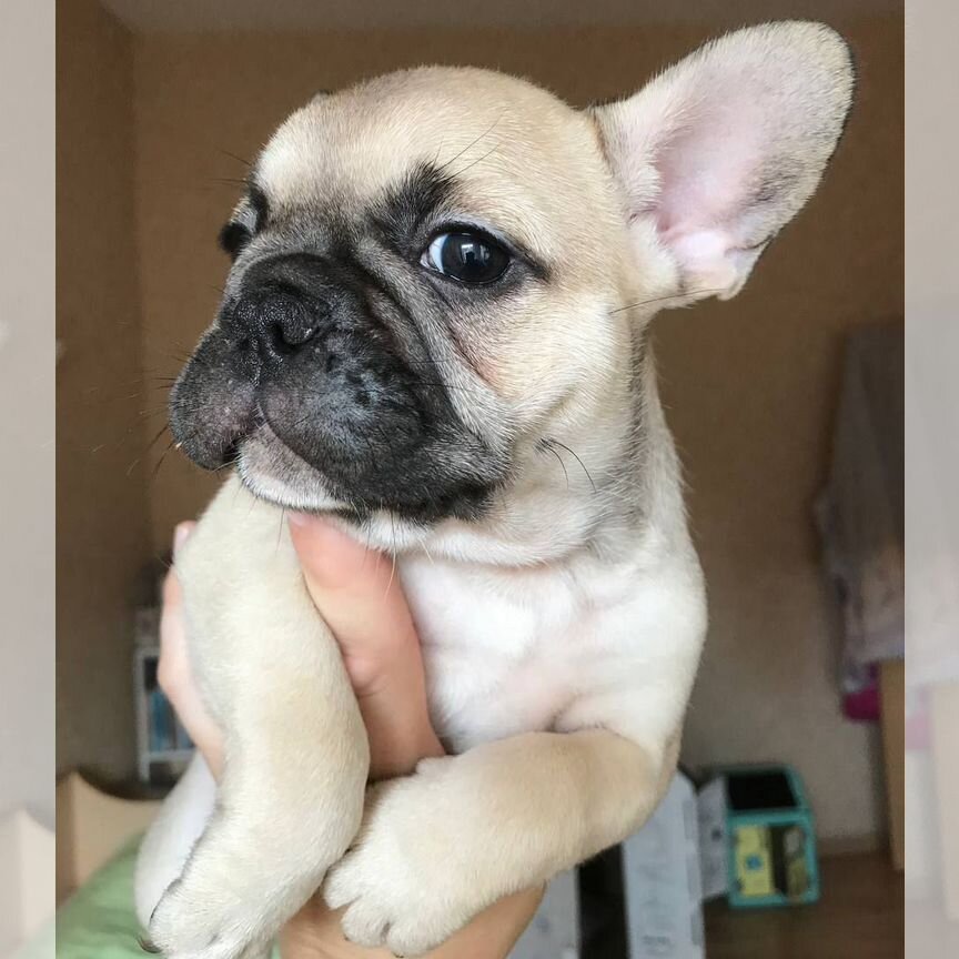 Французский бульдог щенки