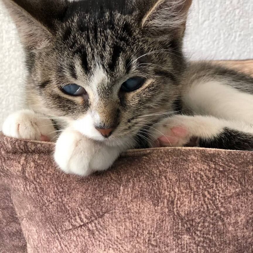Котенок