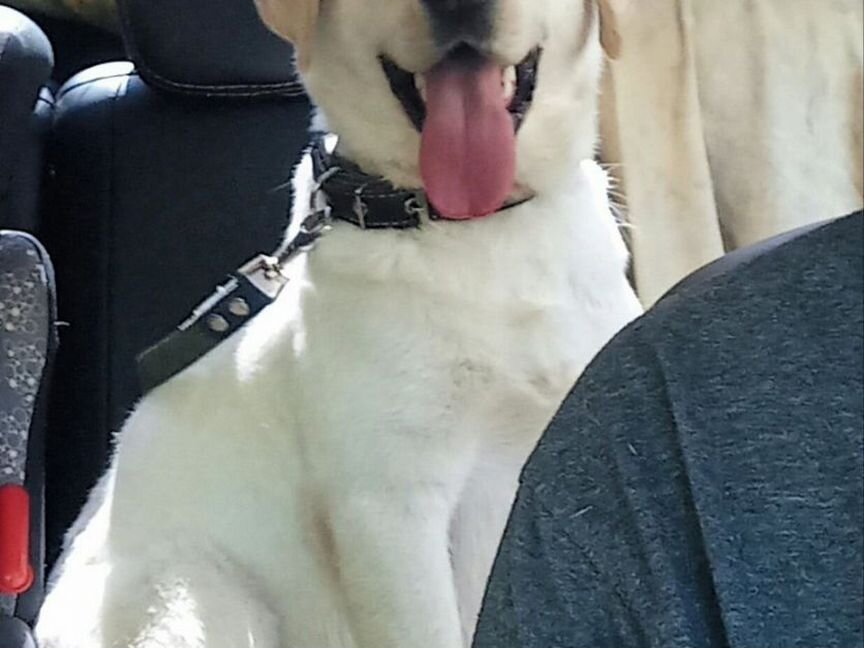 Щенки лабрадора черные