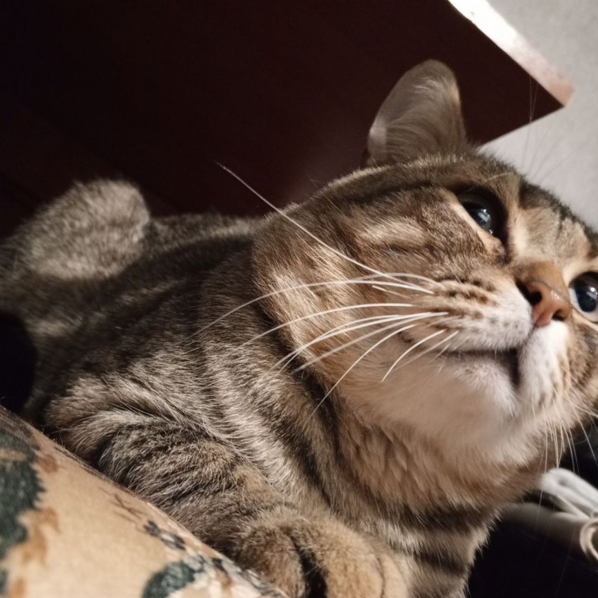 Отдам Кота