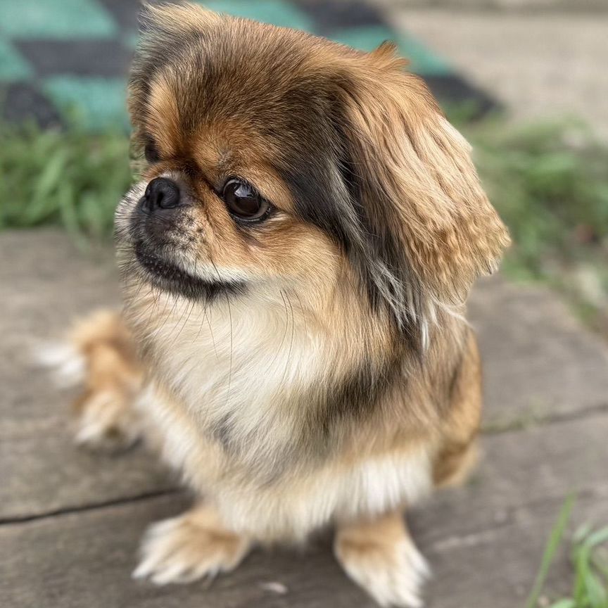 Пекинес, взрослая собака