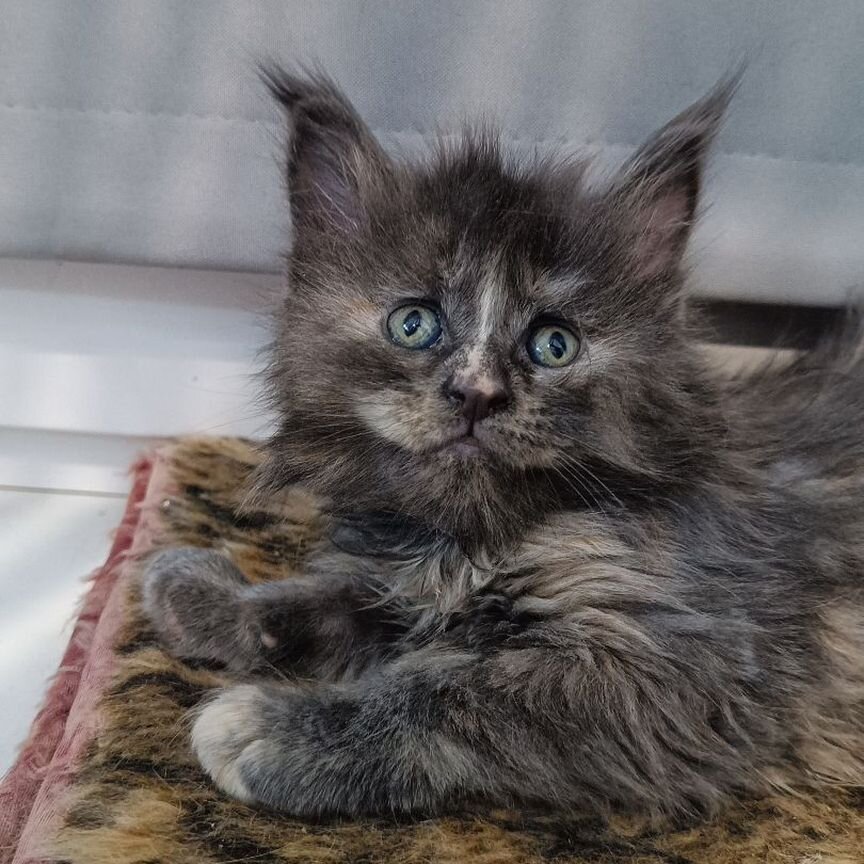 Продаю котят