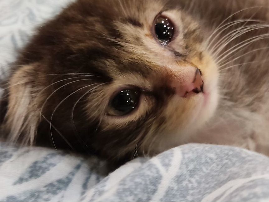 Ищем заботливые ручки