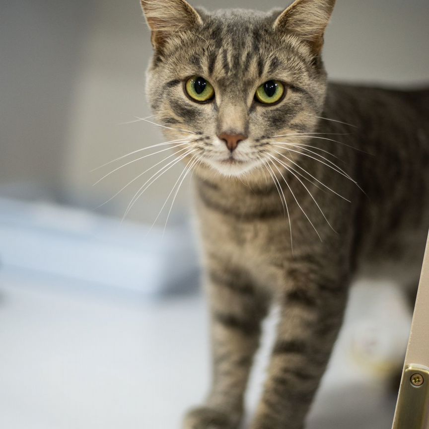 Взрослый кот в добрые руки