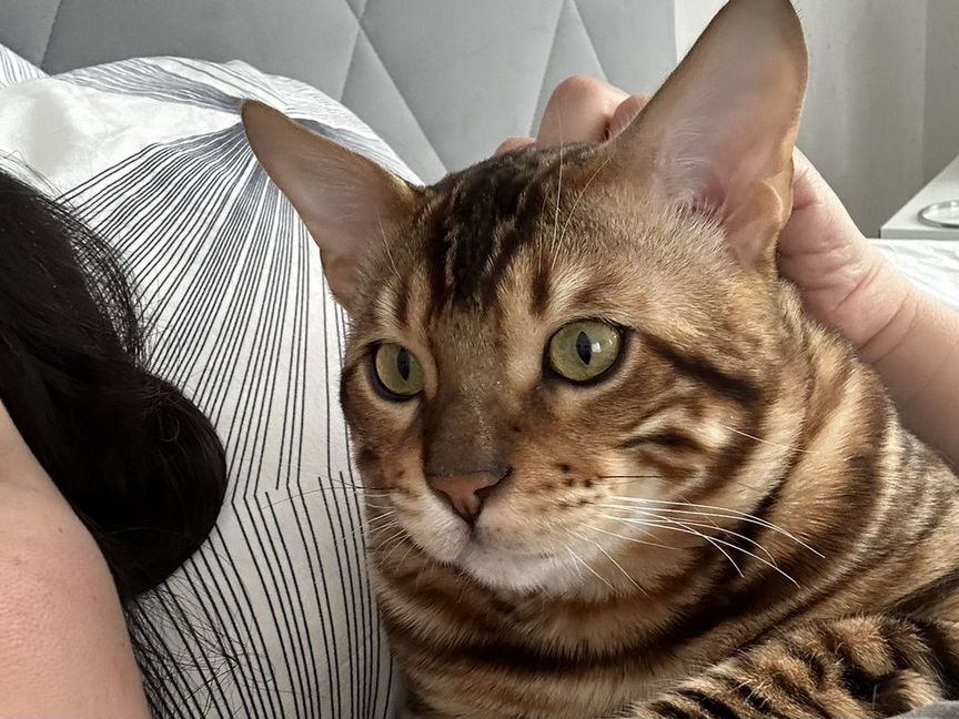 Шикарный бенгал на вязку