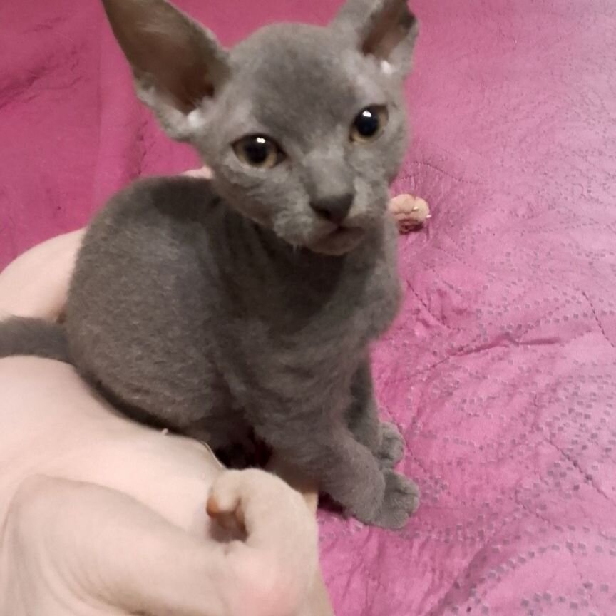 Донской сфинкс котёнок браш