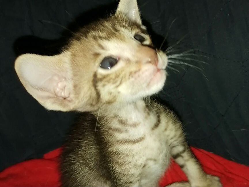 Ориентальные котята