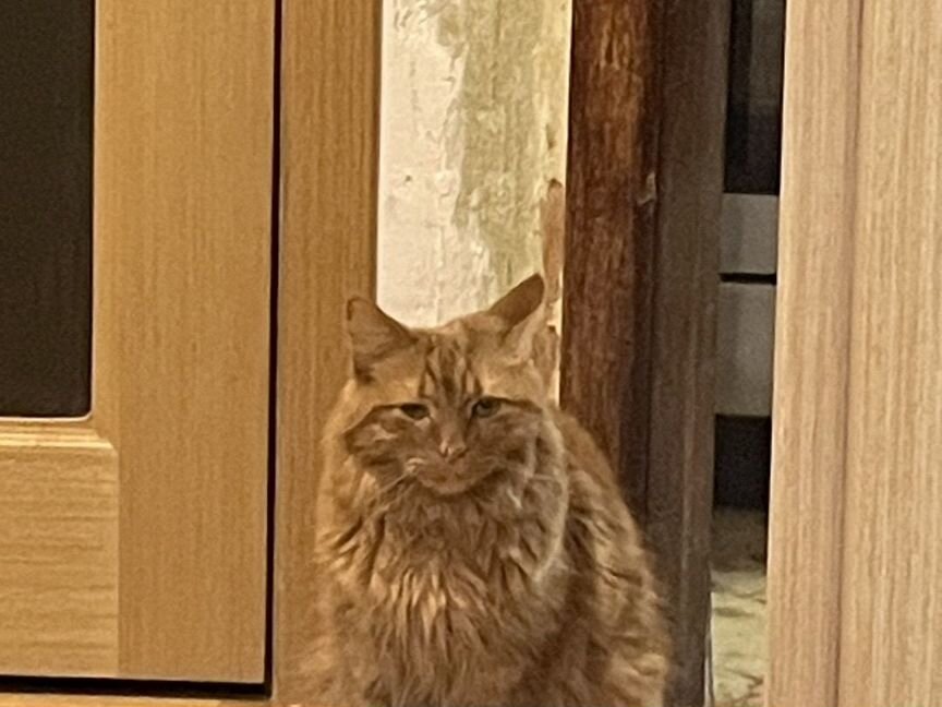 Котики