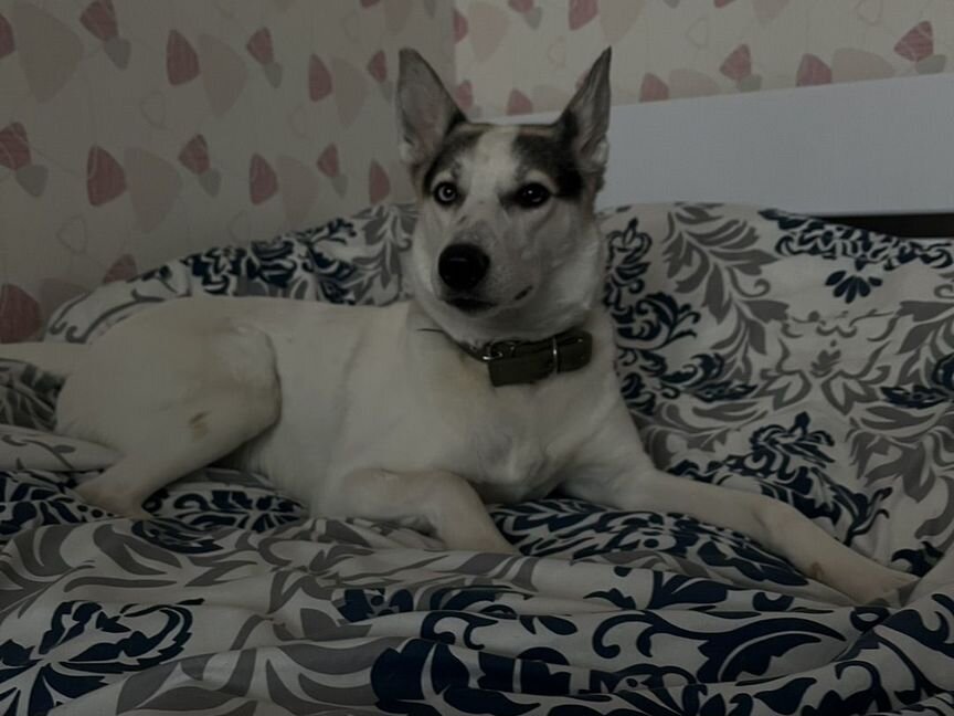 Сибирский хаски