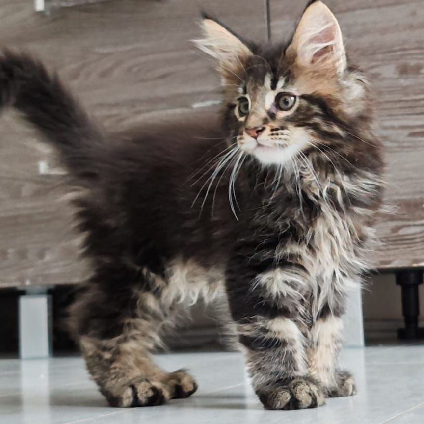 Котята мейн-кун