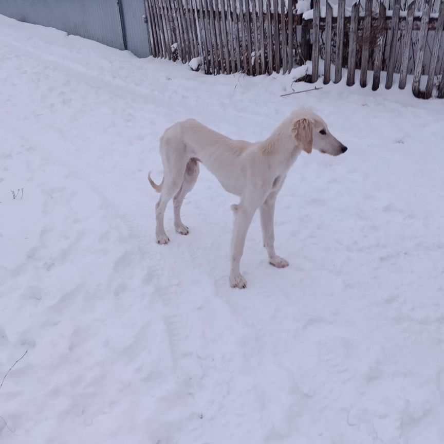 Тазы, щенок