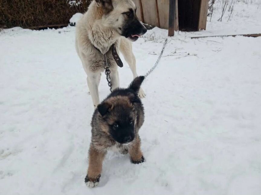 Щенок в добрые руки