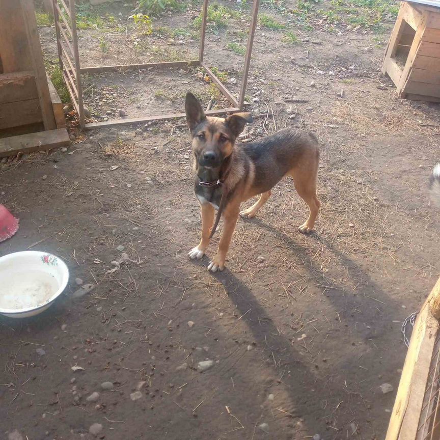 Щенок в добрые руки