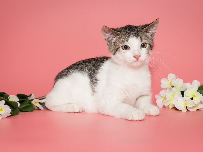 Котенок 4 мес