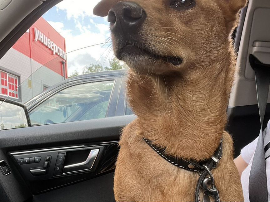 Собака дворняжка