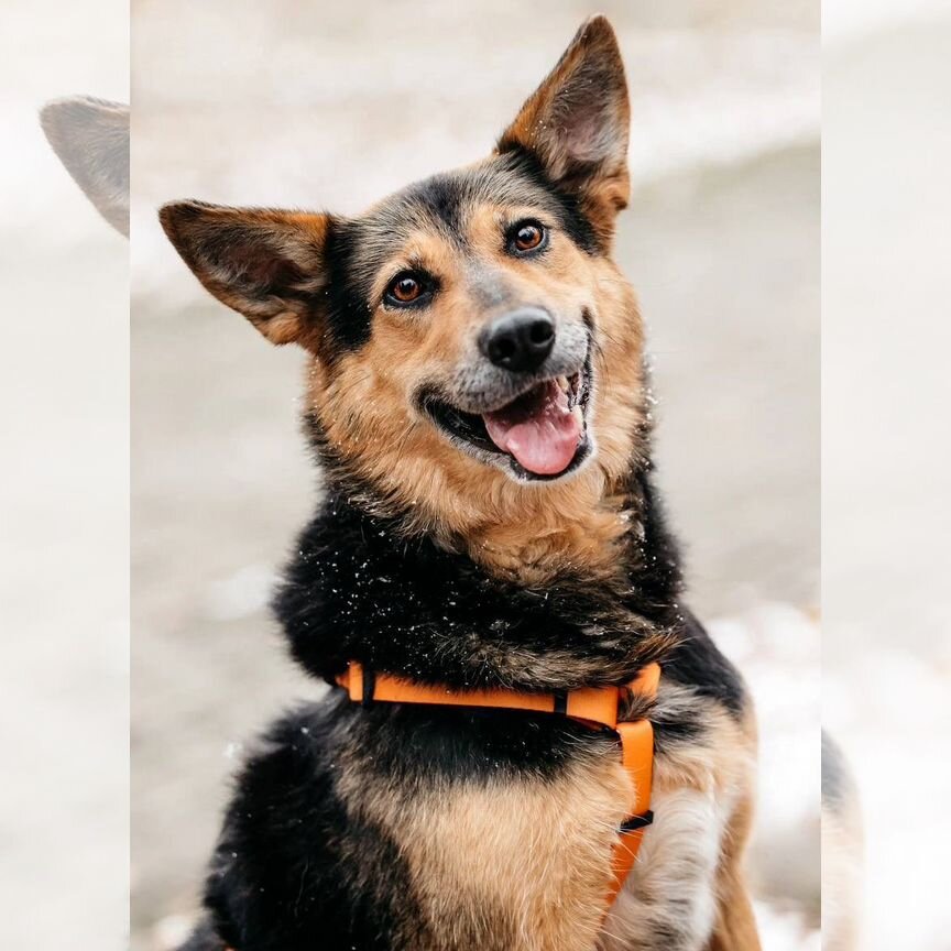 Немецкая овчарка, взрослая собака