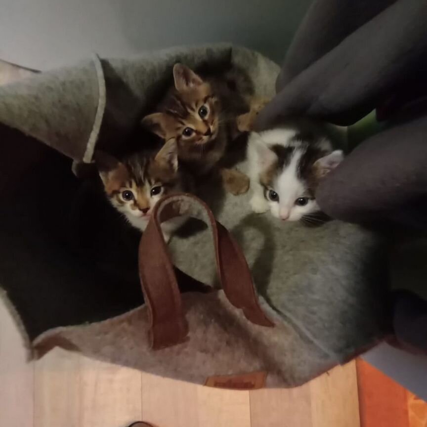 Воспитанные котики ищут семью