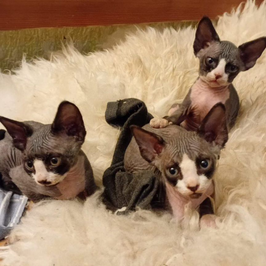 Канадский сфинкс котёнок