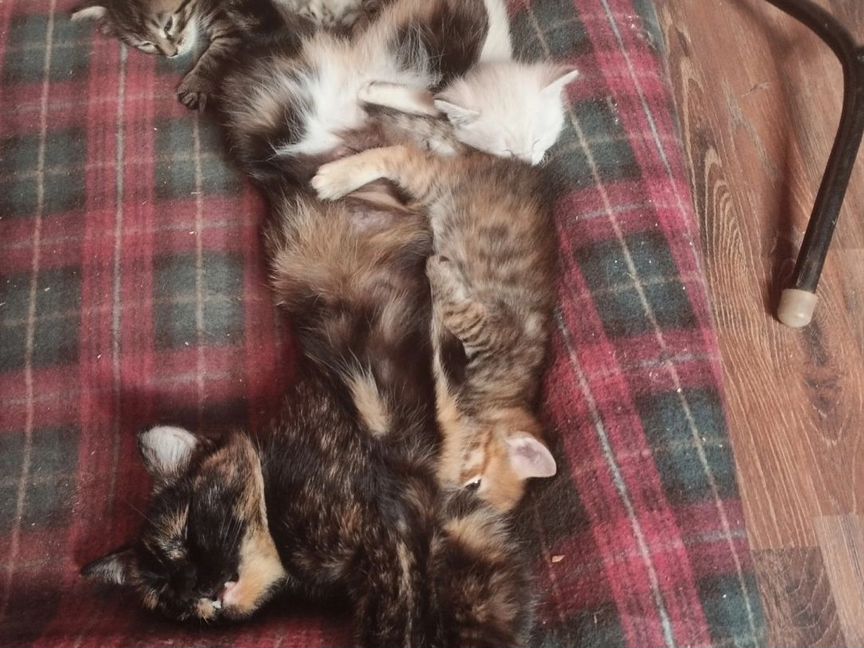 Котята бесплатно