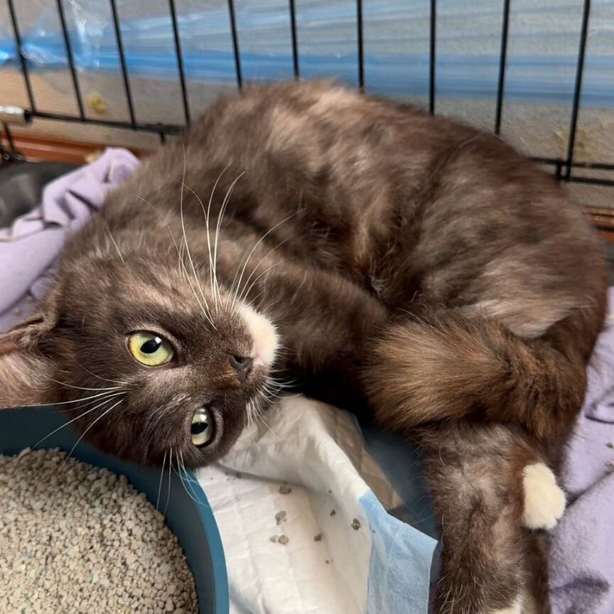 Ласковая кисонька ищет дом