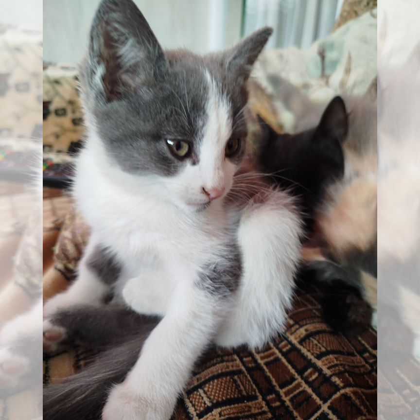Котёнок в добрые руки