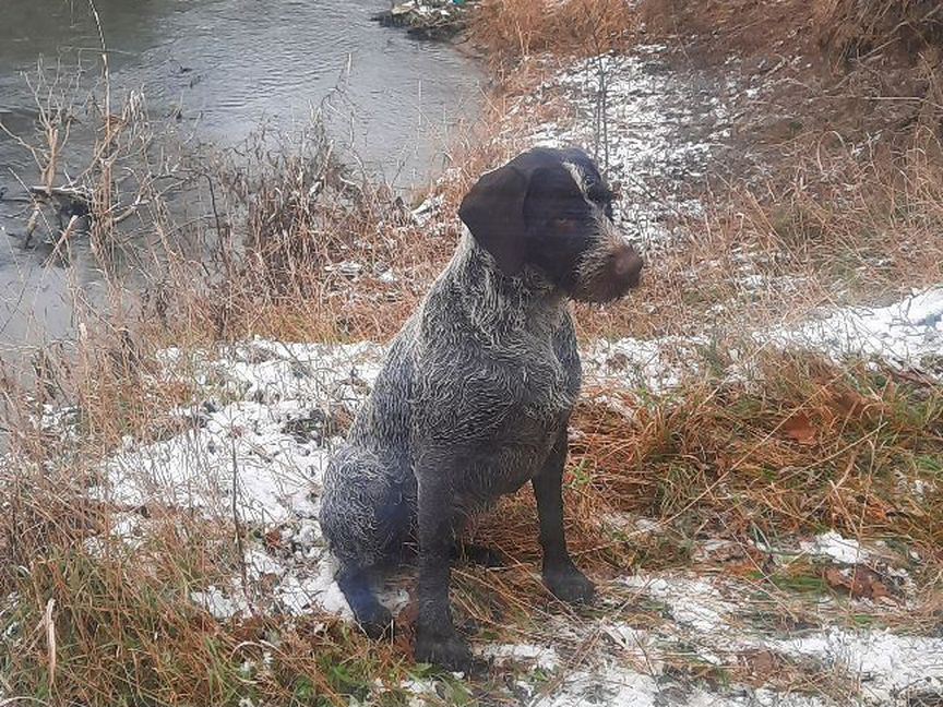 Щенки дратхаара