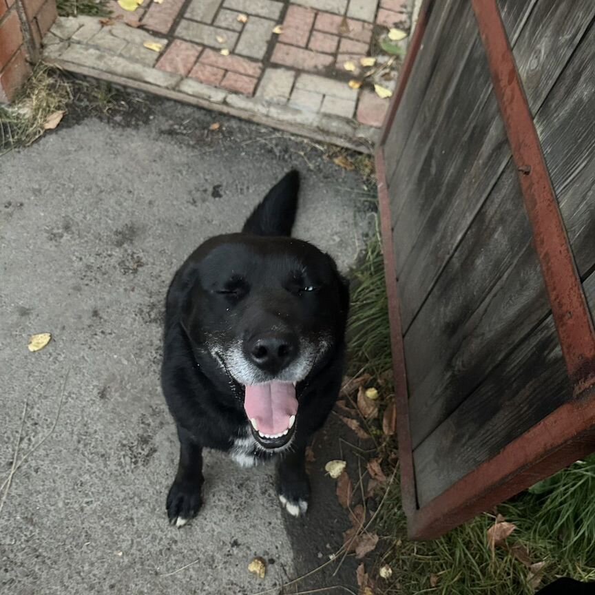 Умная собака ищет дом