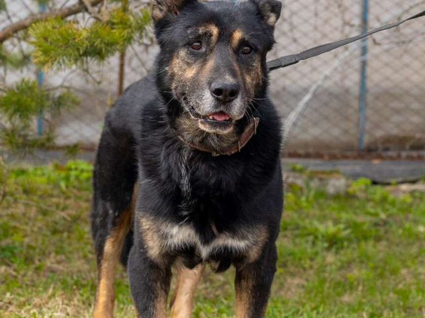 Бизон ищет дом