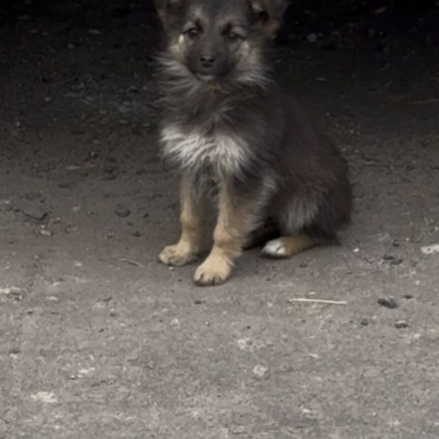 Щенок в добрые руки