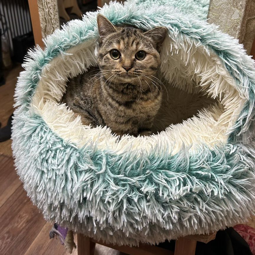 Лежанка для кошек и собак