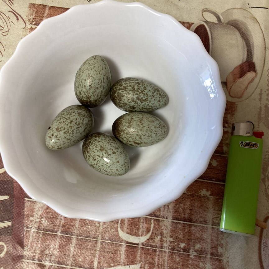 Яйца сороки