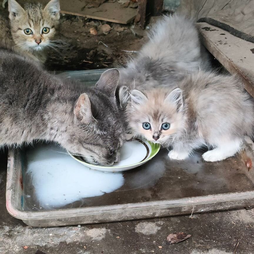Котята в добрые руки