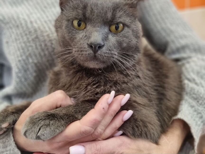 Русский голубой кот сирота