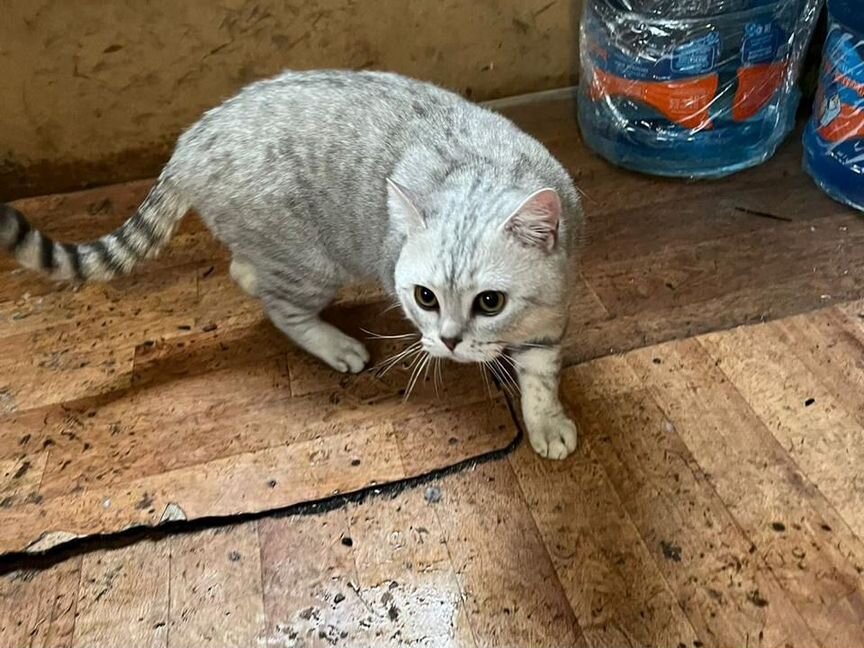 Шотландская