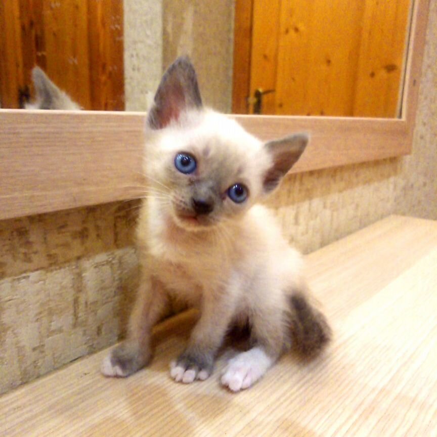 Домашний котёнок