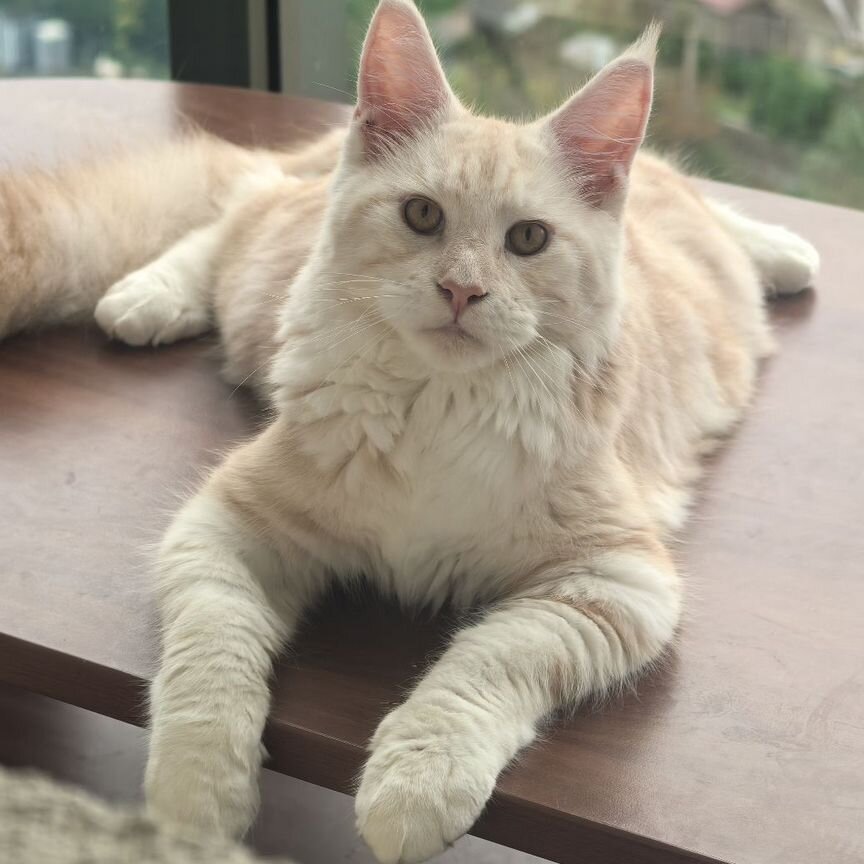 Мейн-кун котёнок