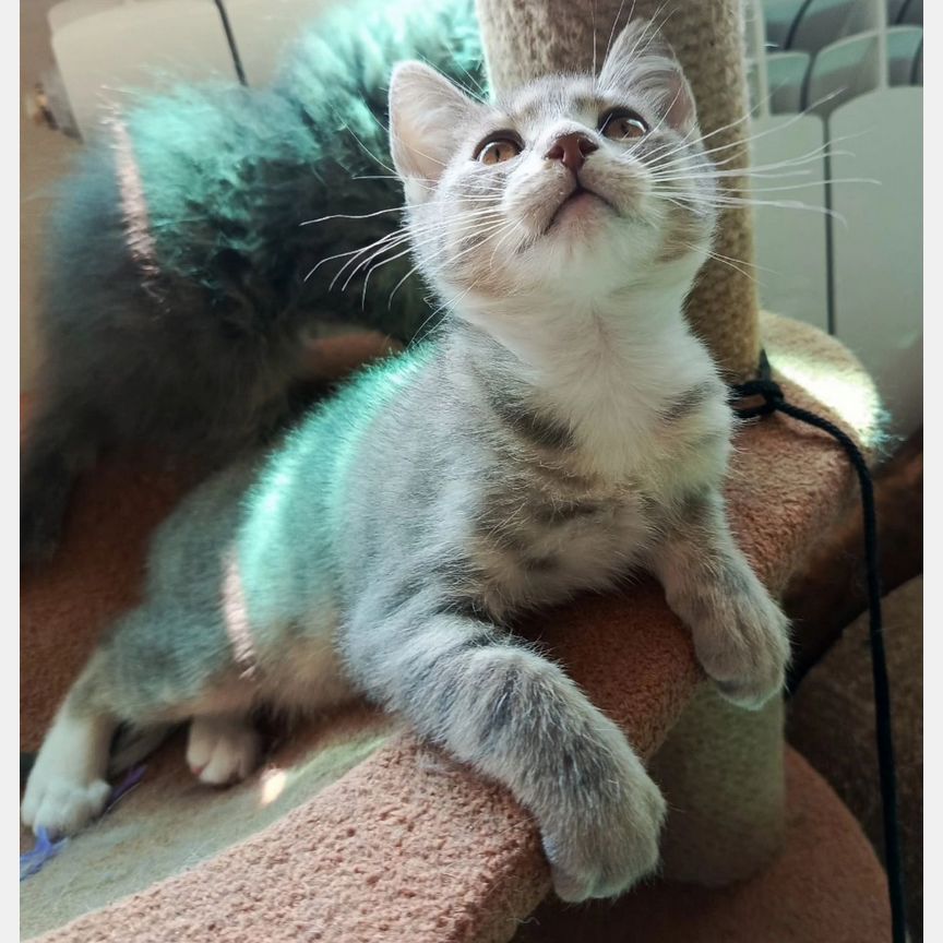 Котенок в добрые руки бесплатно