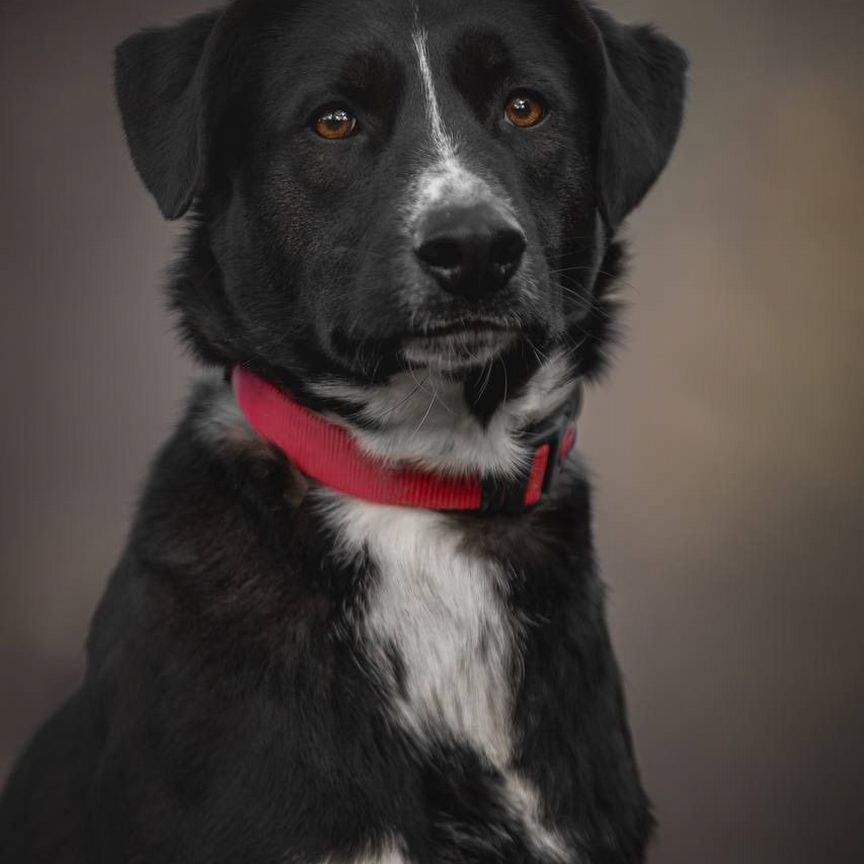 Собака в добрые руки отдам бесплатно