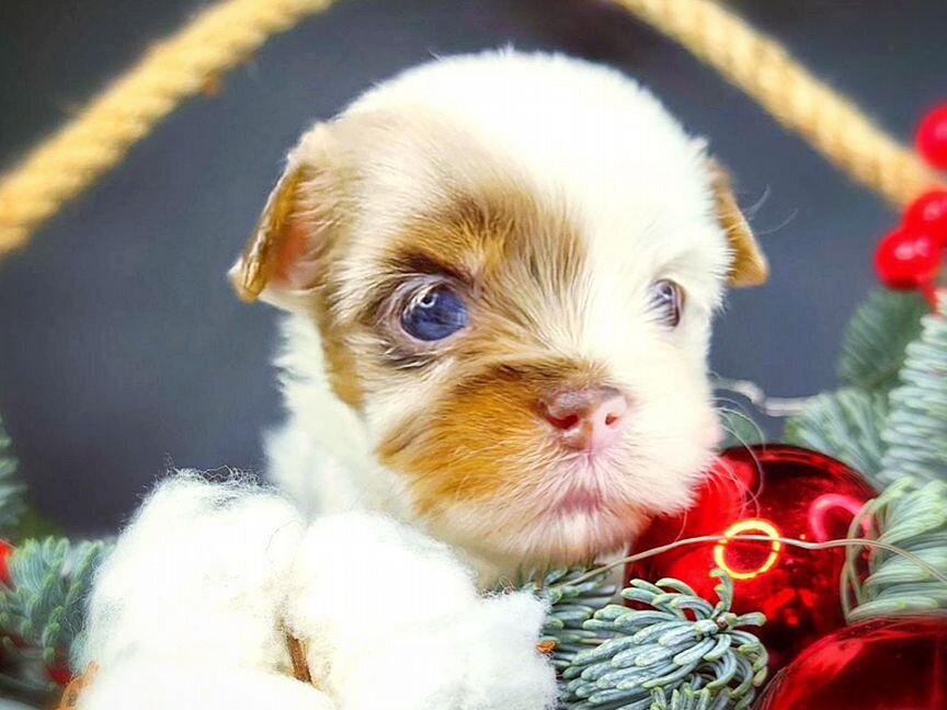 Йорки.Chocoberry Blue Diamond Y.T