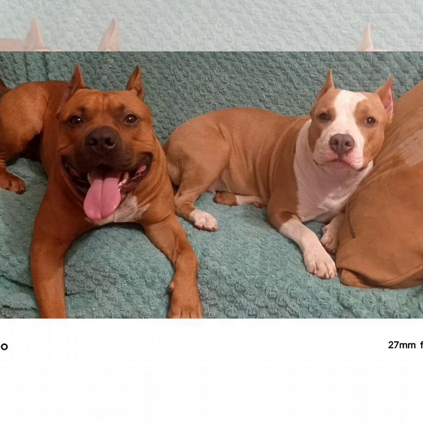 Американский стаффордширский терьер, щенок