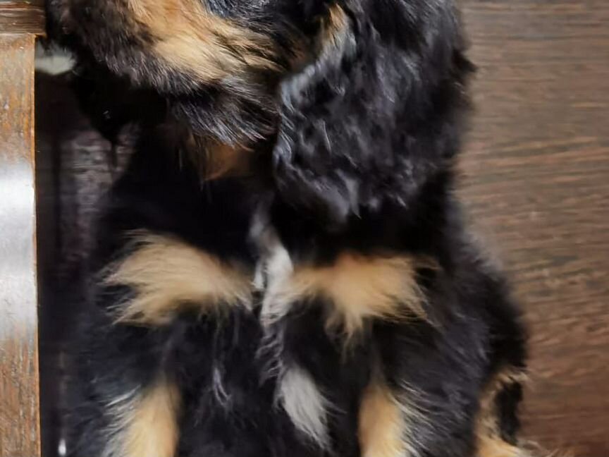 Щенок кокапу