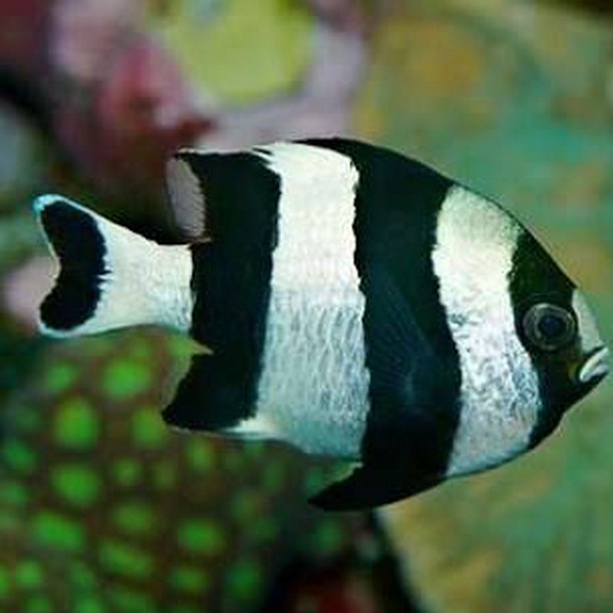 Чернохвостый дасцилл