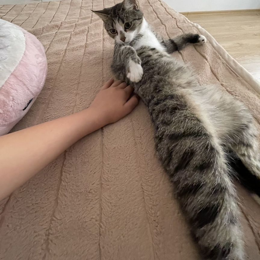 Взрослая, кошка в добрые руки