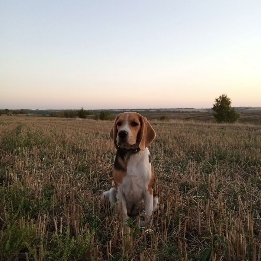 Убежала собака бигль